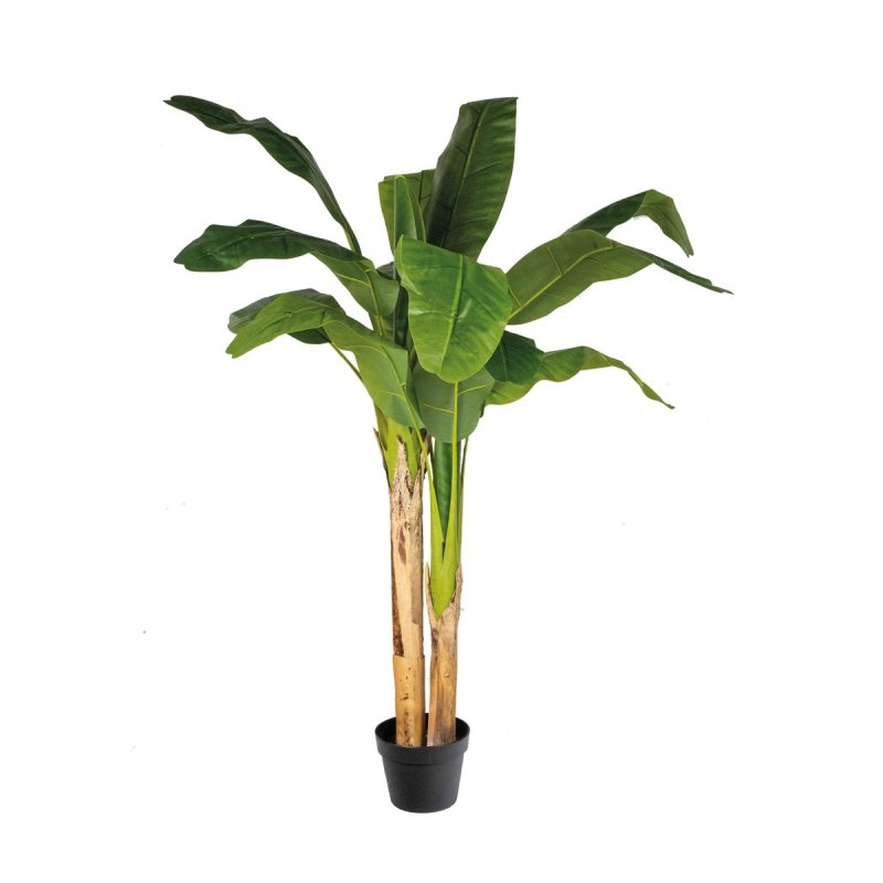 Bananenbaum im Topf 150cm